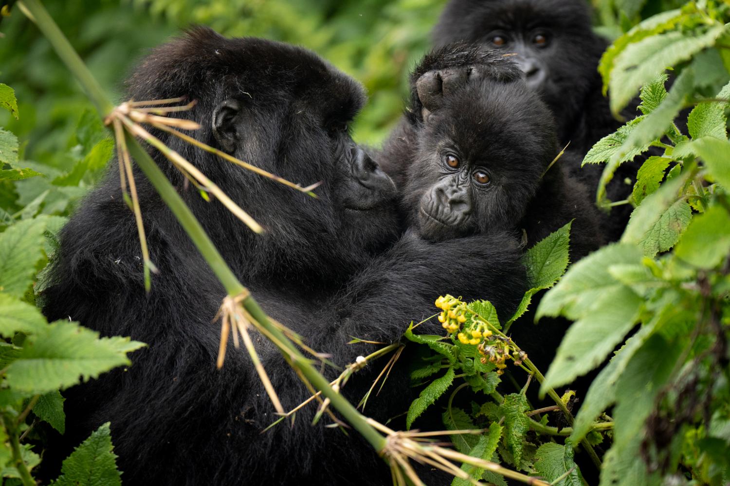 Through The Lens: A Columbus Zoo Photographer's Journey To Rwanda | Columbus Zoo and Aquarium
